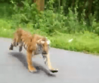 Tiger Chasing Bike In Kerala | TRAXX Motor